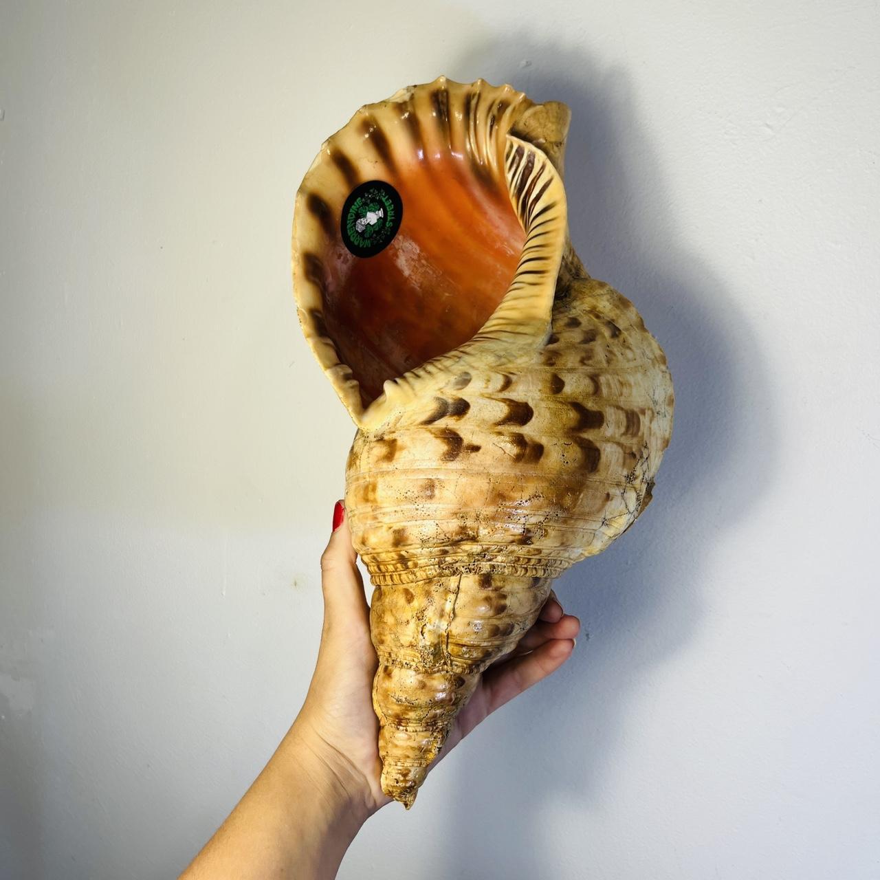 🌺 Vintage Melon Conch Shell – Manus Island, 1950s A... | Depop