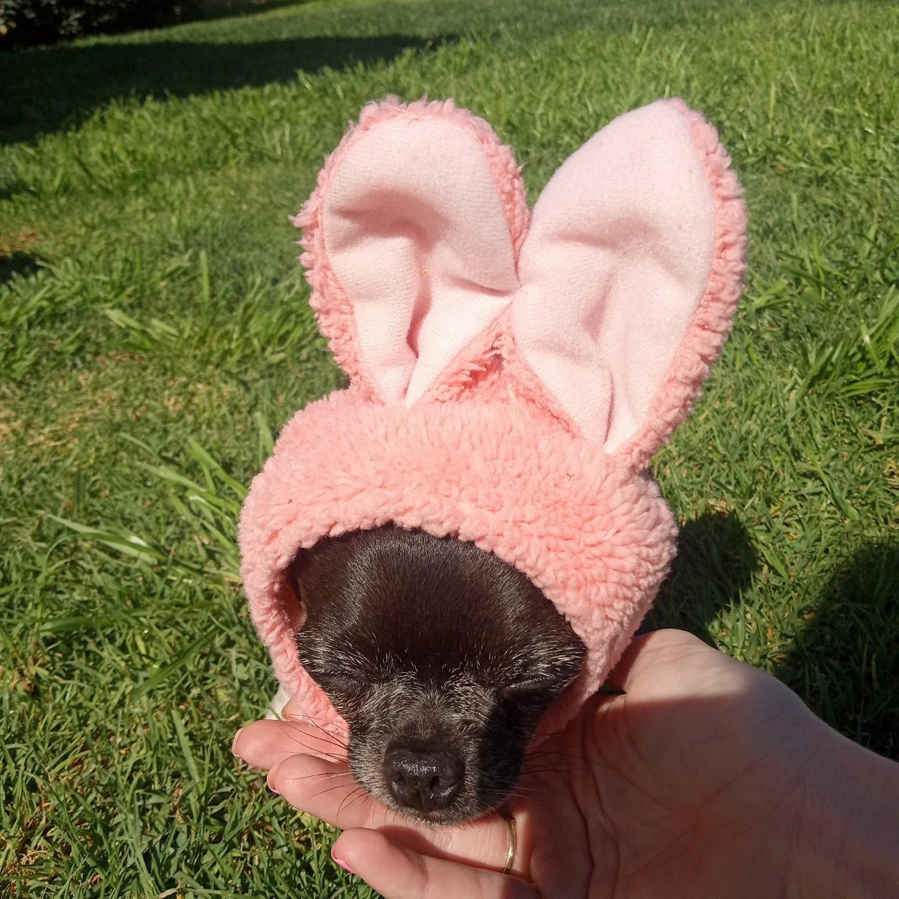 Xs Pink fuzzy Bunny hat 🐇🧺🪻🌷🌹 #dog #pet #animal... - Depop