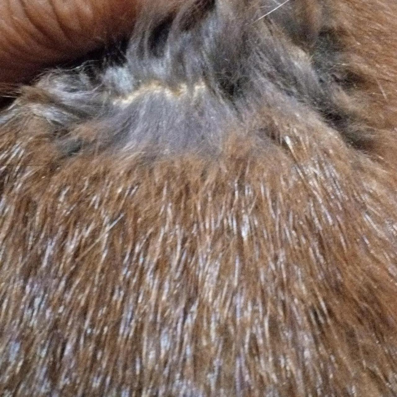 Selling vintage REAL fur coat, unsure of what fur... | Depop