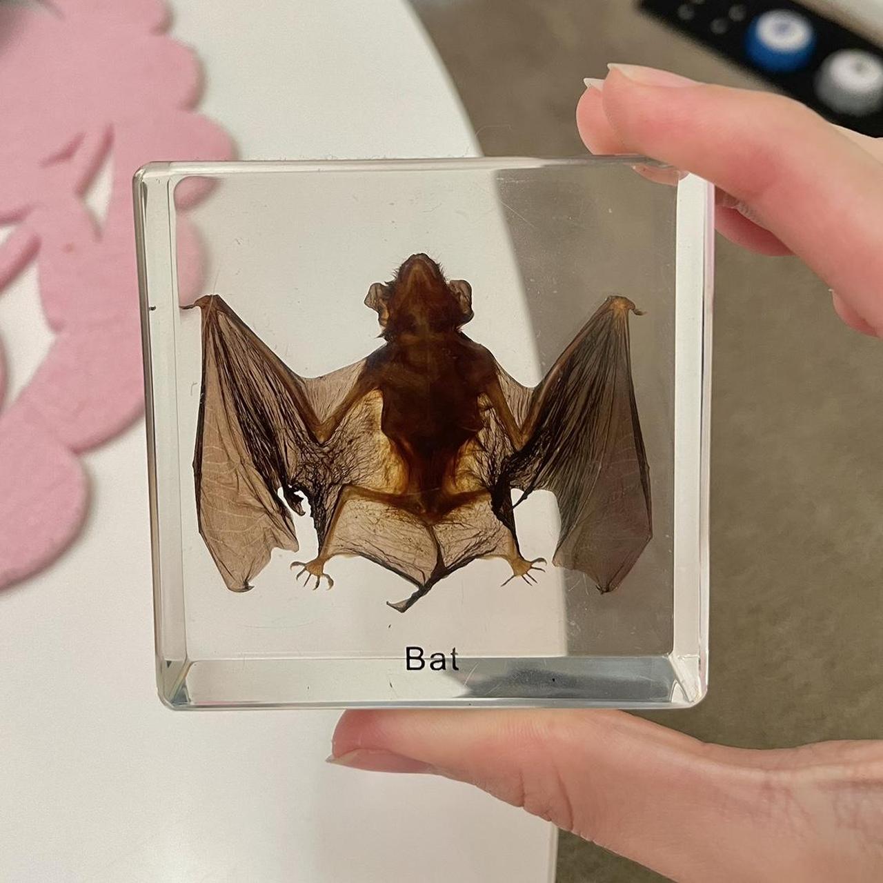 Taxidermy small unique Java bat special oddity Is... - Depop
