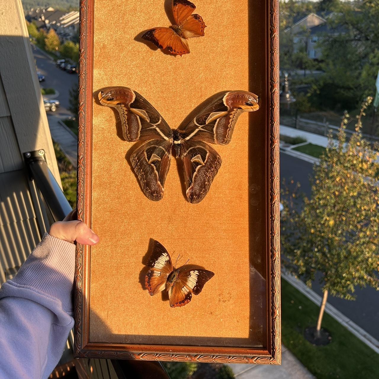 Atlas moth mounted in frame. - Depop