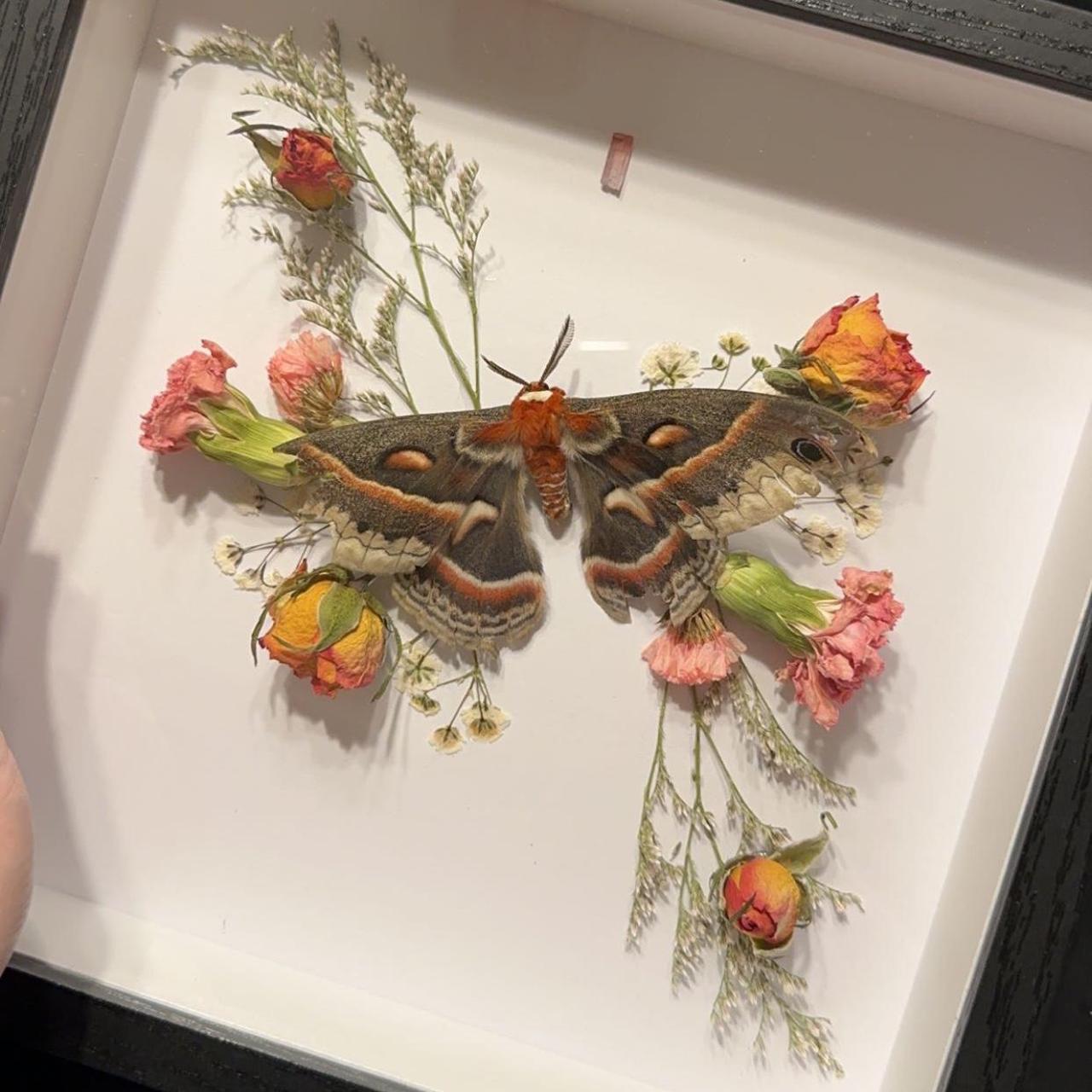 Custom shadow boxes still open!! Moths to choose... - Depop