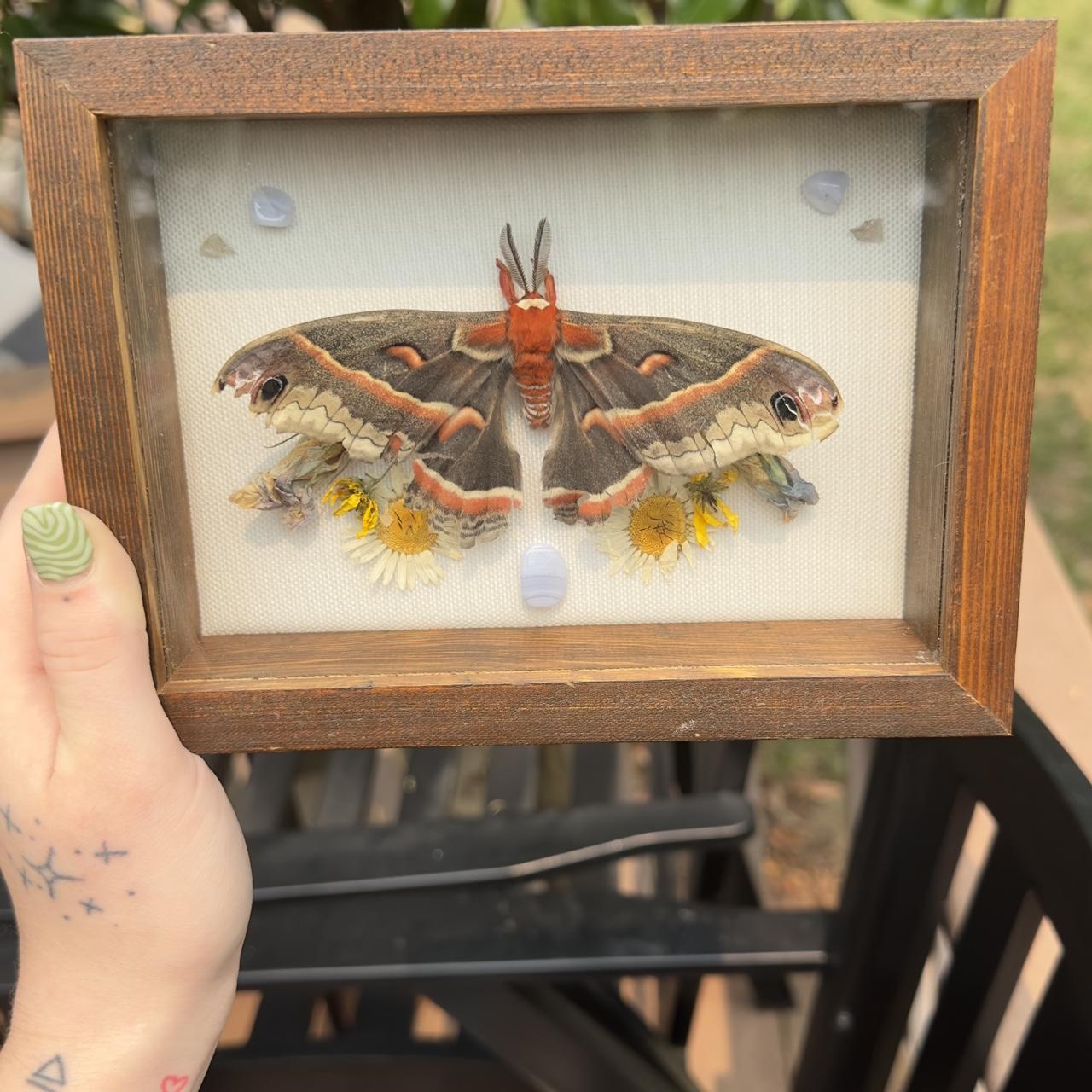 Custom shadow boxes still open!! Moths to choose... - Depop