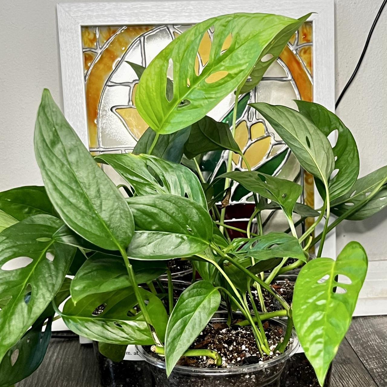monstera adansonii (narrow form) these beautiful... - Depop
