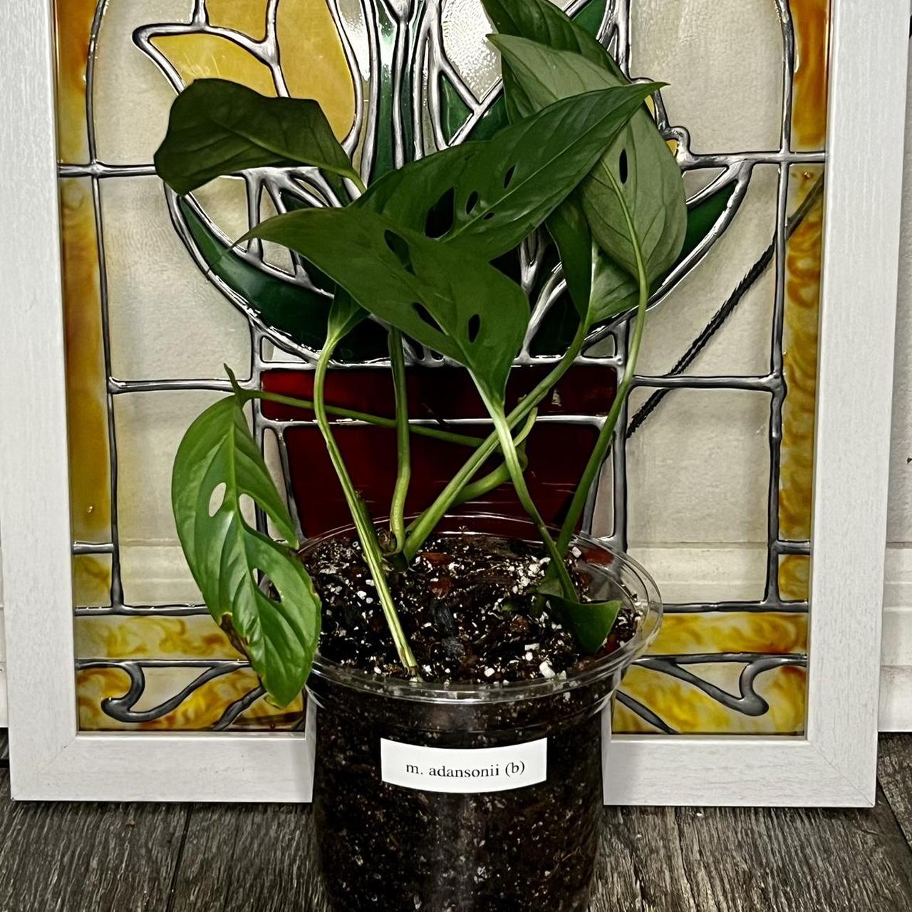 monstera adansonii (narrow form) these beautiful... - Depop