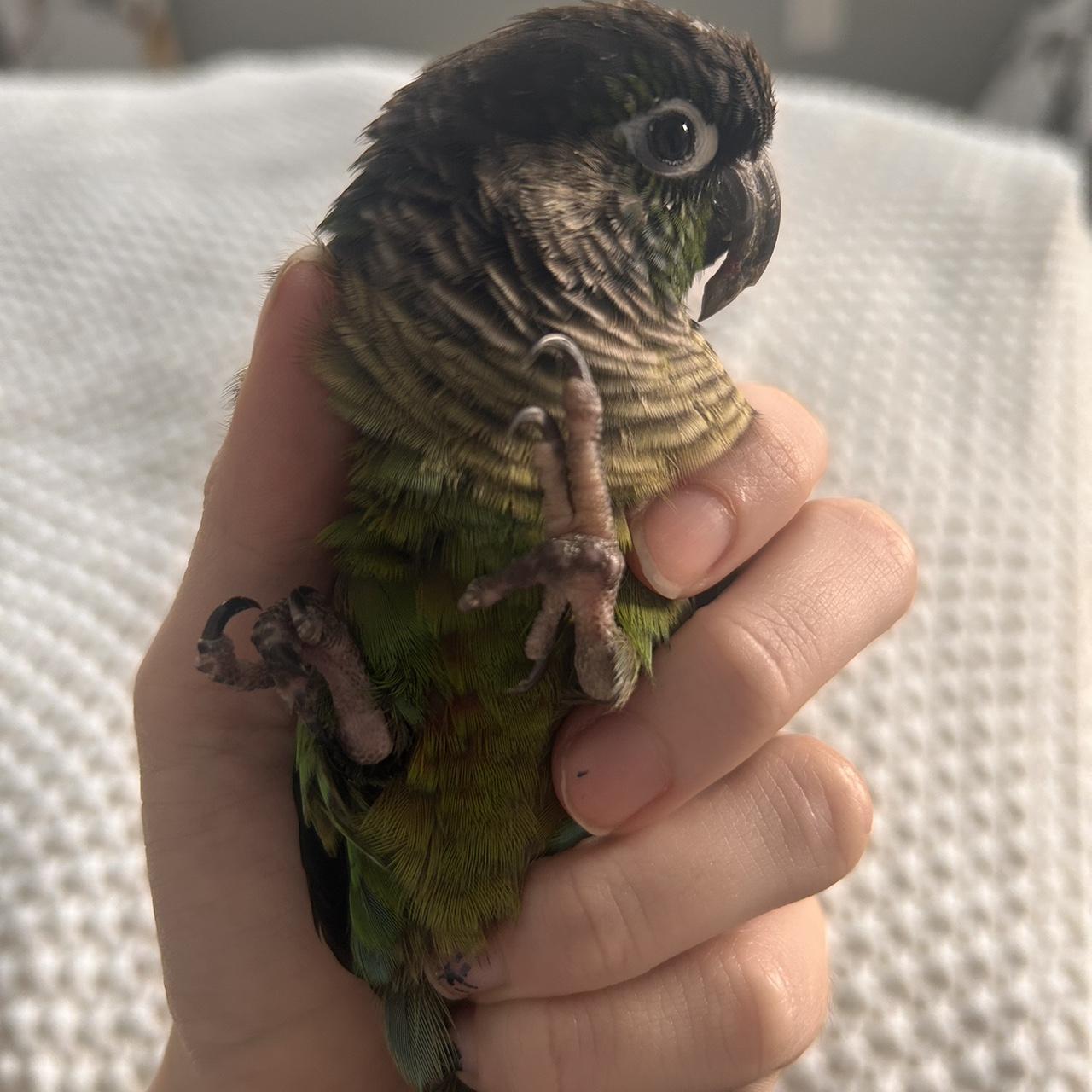 BIRD! Skater y2k green bird perfect for your... - Depop