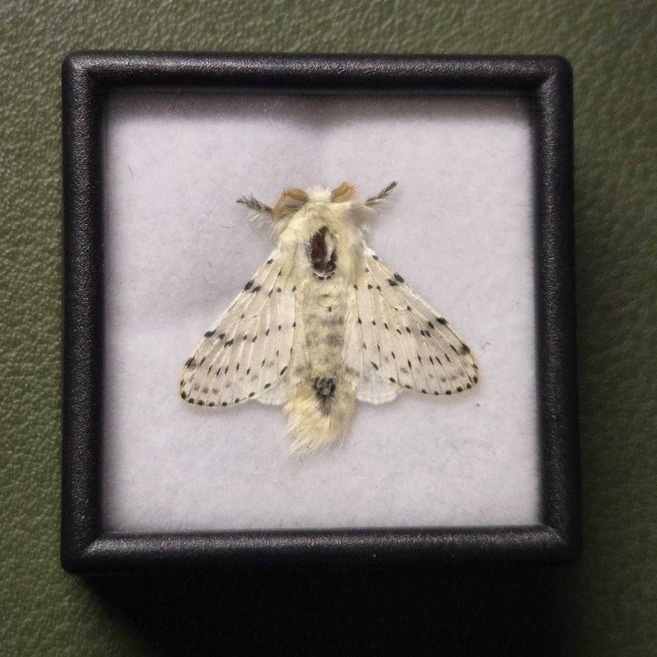 Real preserved framed moth ♡originally bought from... - Depop