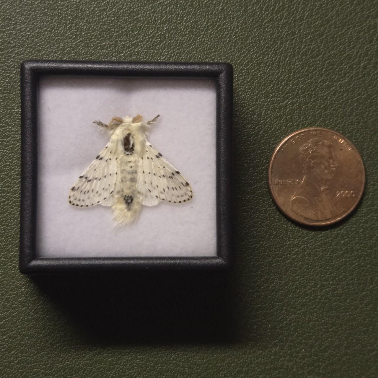 Real preserved framed moth ♡originally bought from... - Depop