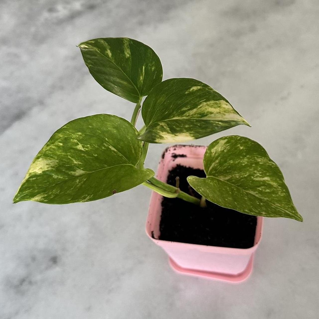 LIVE PLANT WITH PINK POT AND SAUCER 🌱 Golden Pothos... - Depop