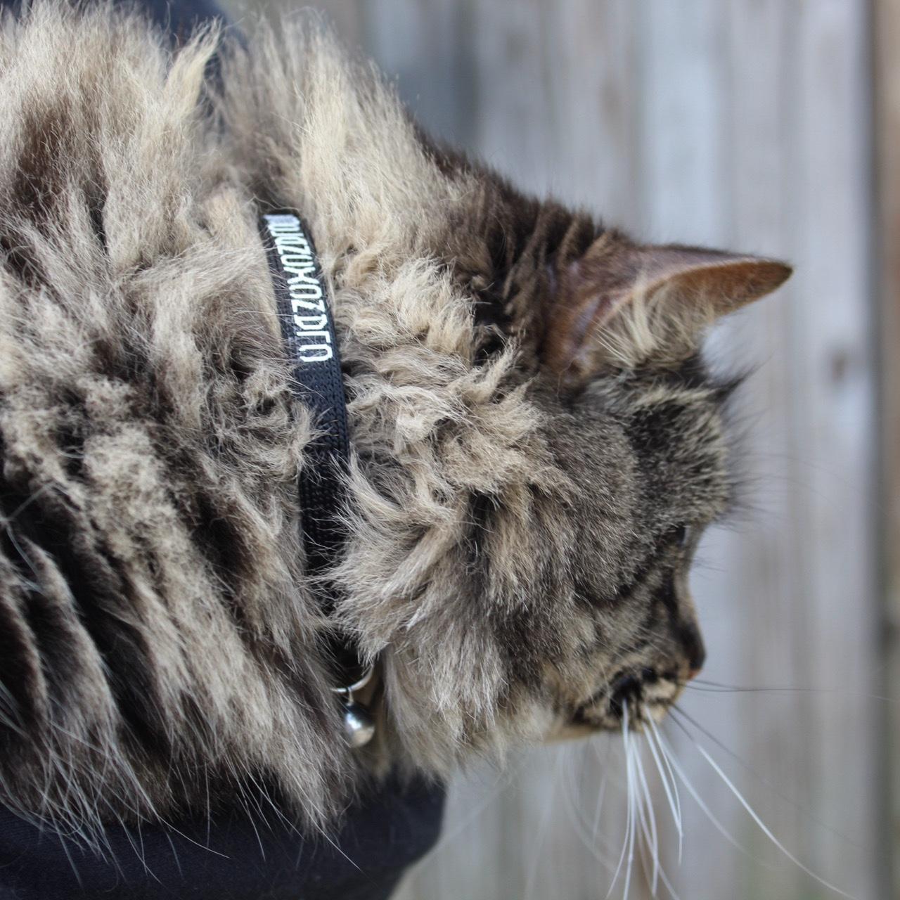 clancy cat collar - Depop