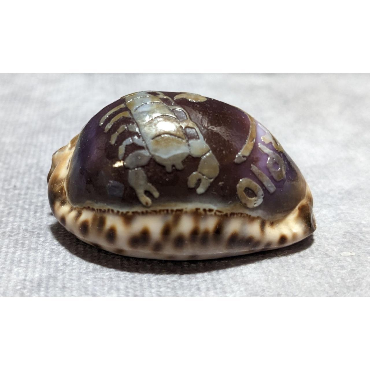 Carved cowrie Scorpio zodiac shell. 1 3/4... - Depop