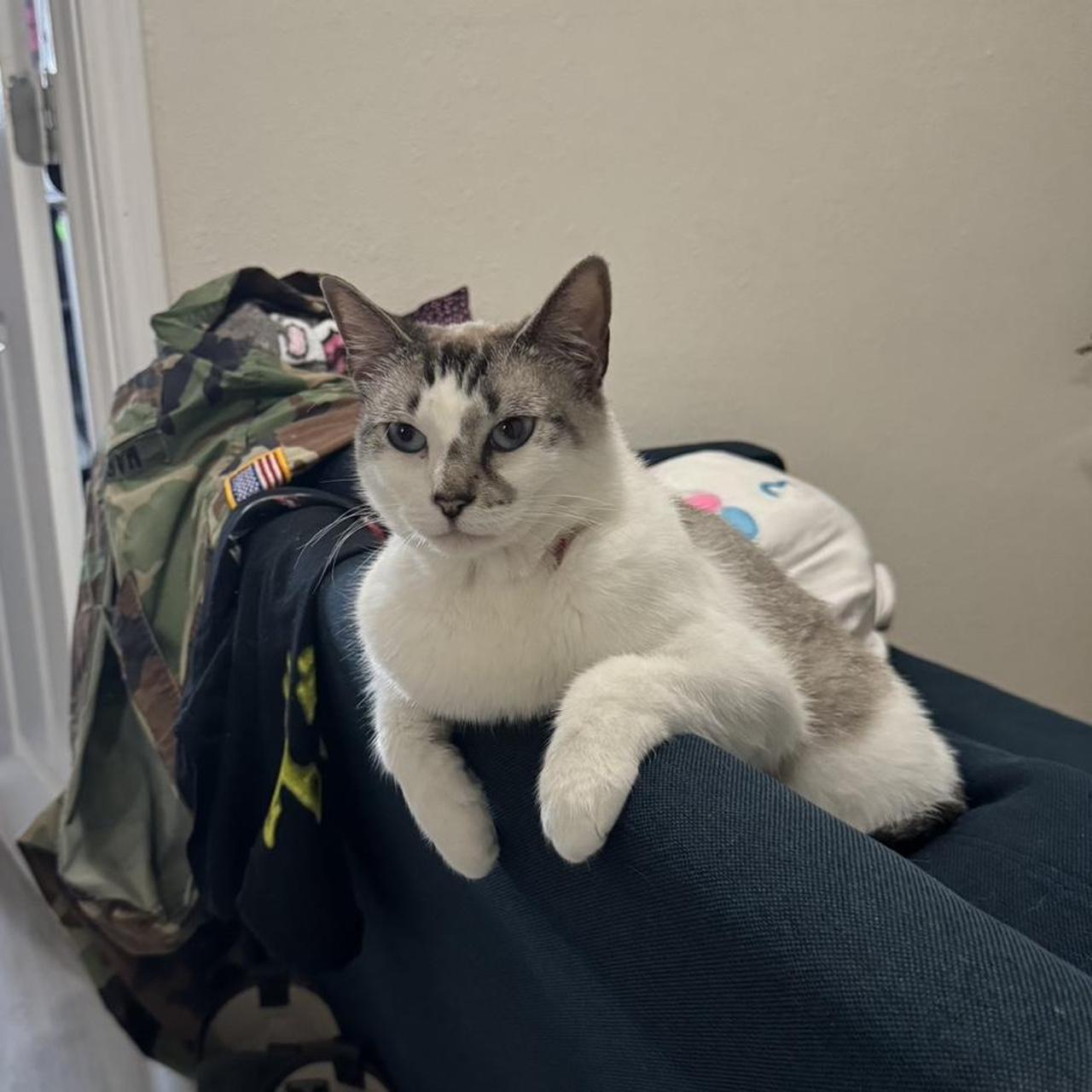 I have the cutest pet cat named Sage and as you can... - Depop