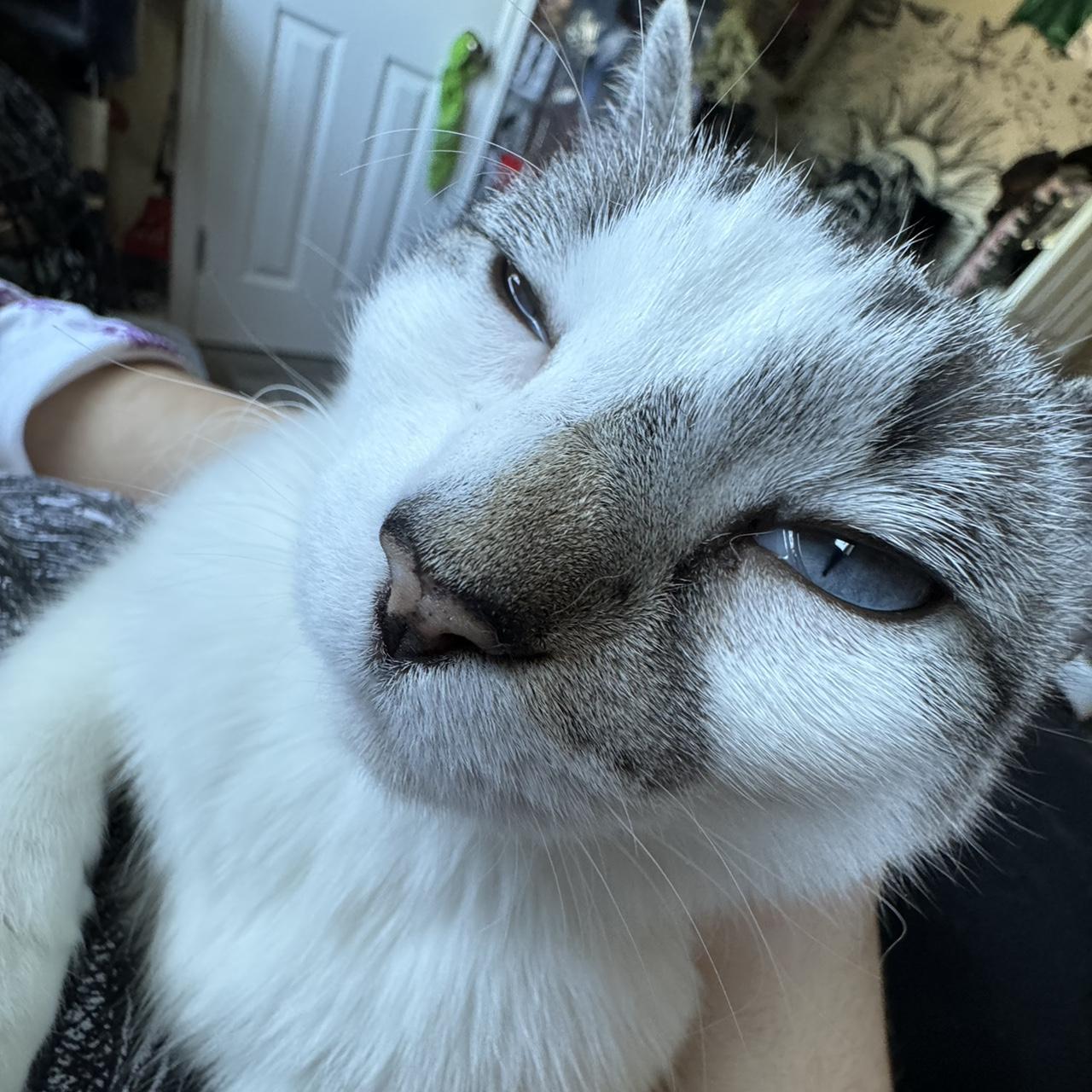 I have the cutest pet cat named Sage and as you can... - Depop