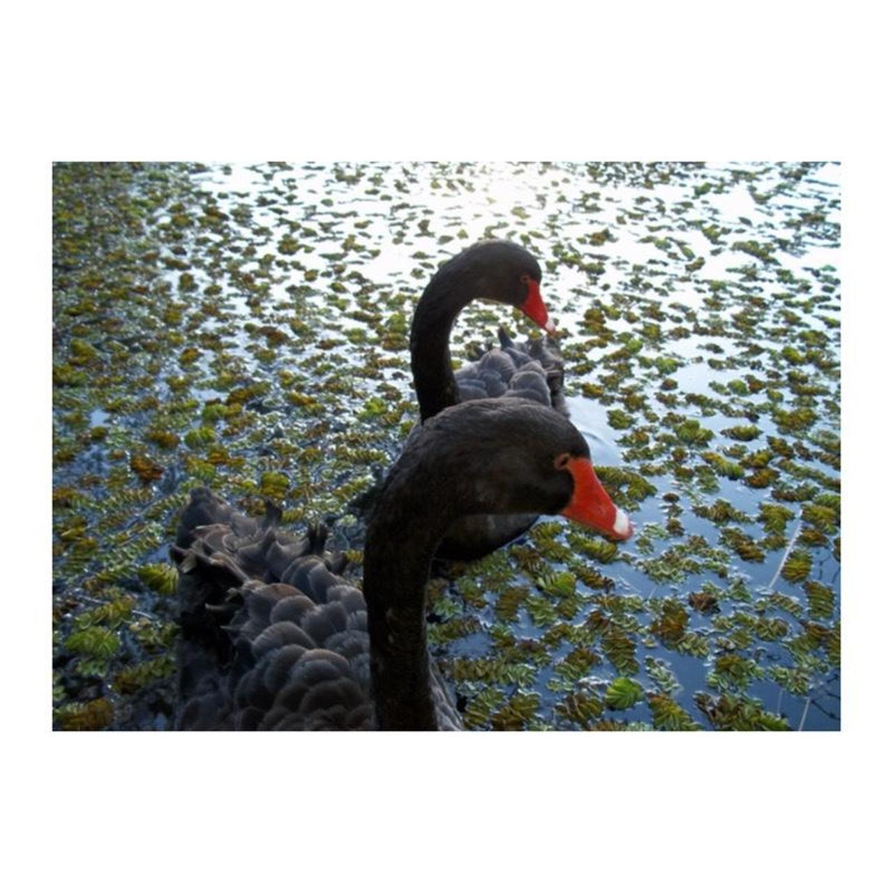 Kodak EasyShare M530 | 12MP Digital camera with SD... - Depop