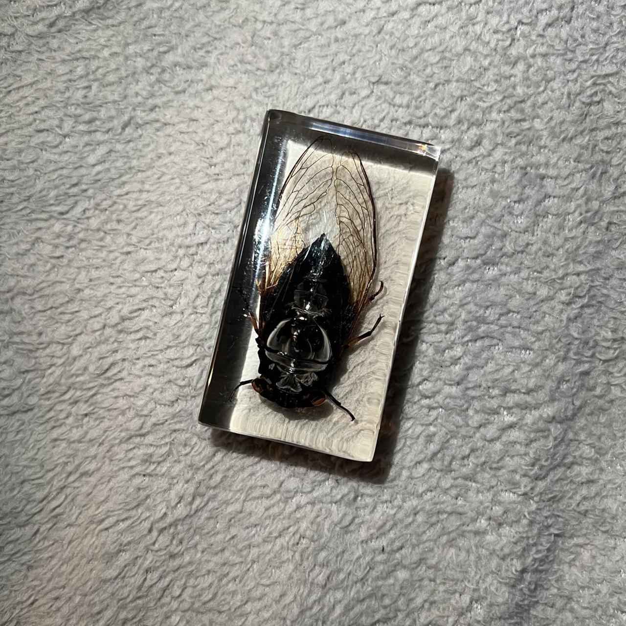 Bugs in resin tropical black cicada Small... - Depop