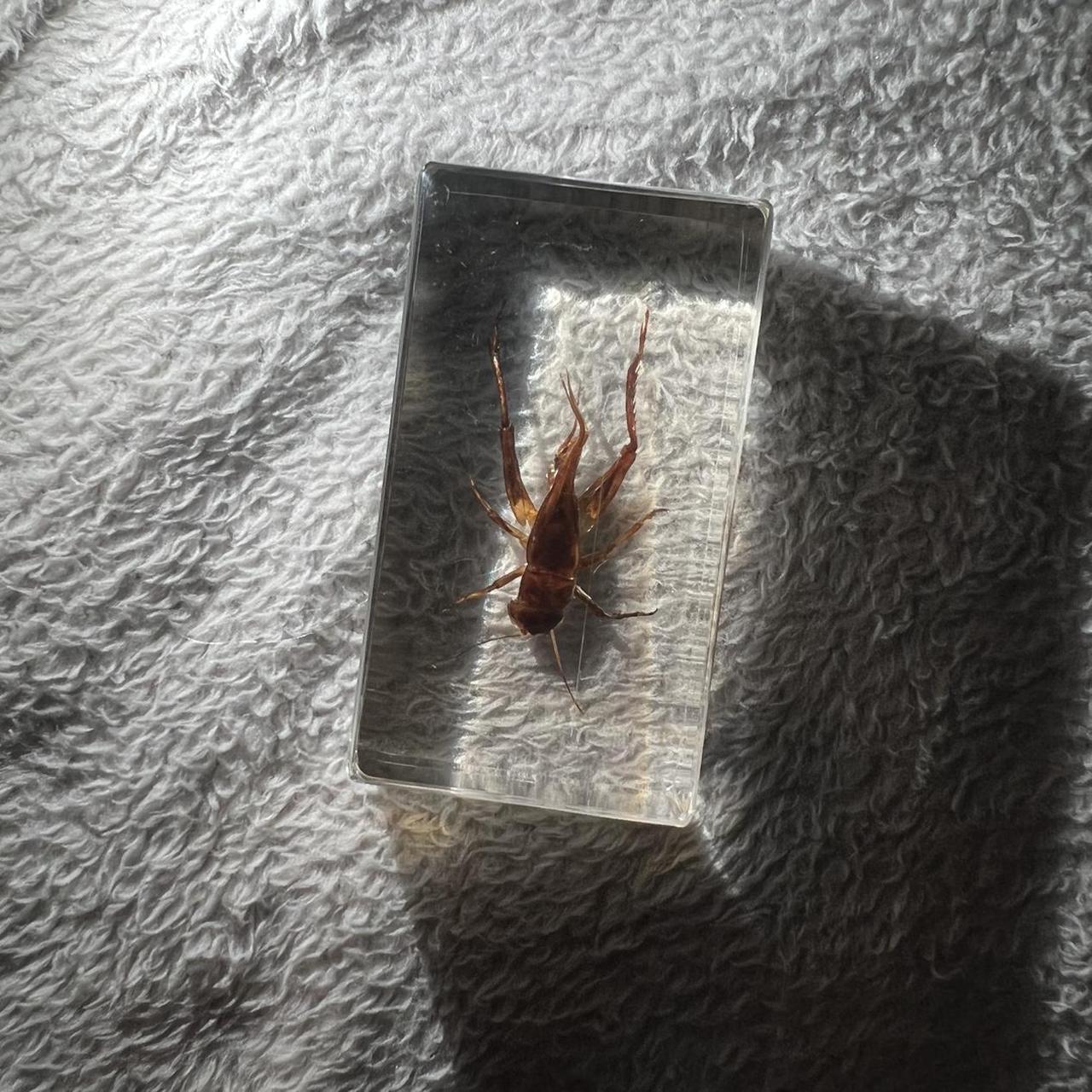 Bugs in resin Asiatic cricket Small specimen #bugs... - Depop