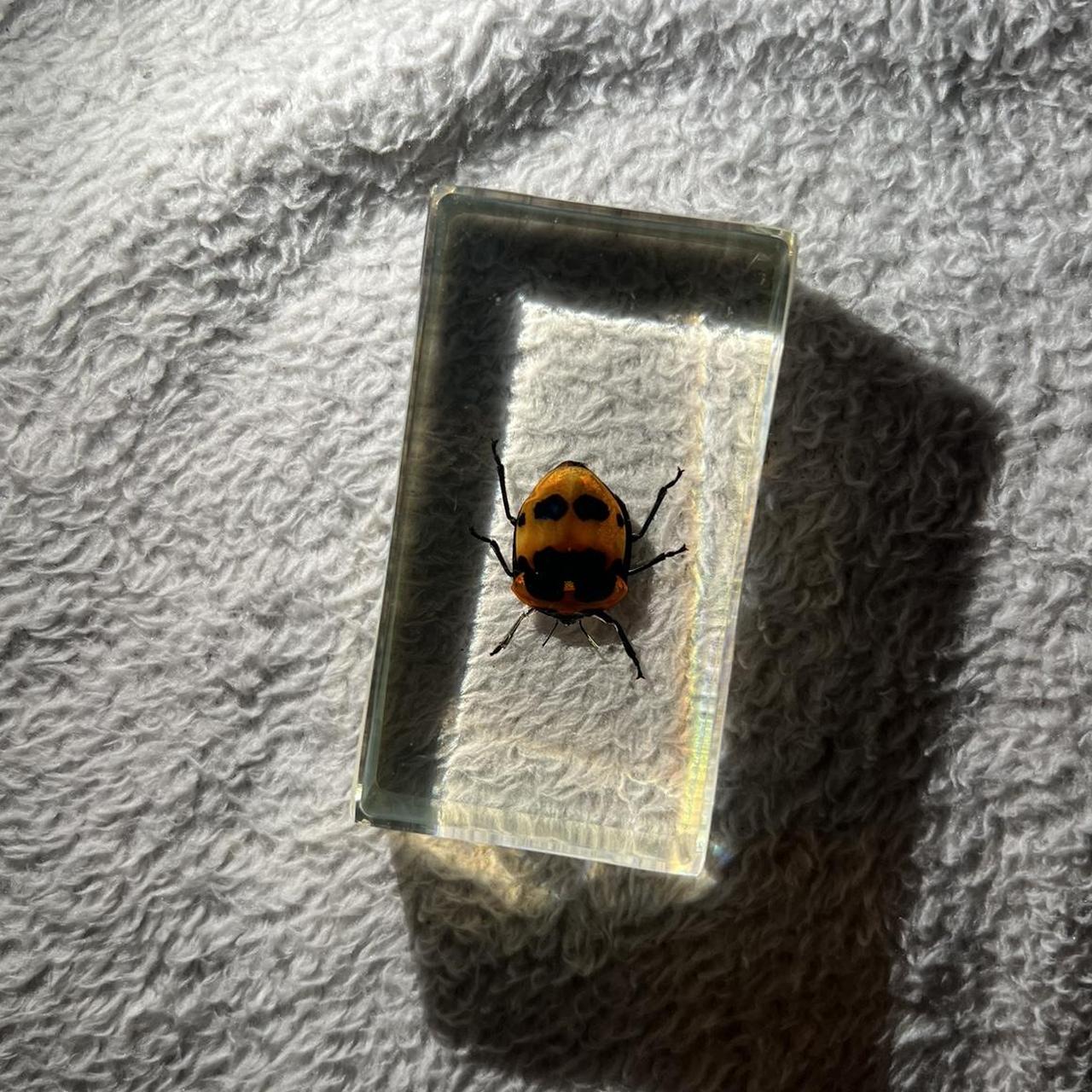 Bugs in resin Tea seed bug Small specimen #animals... - Depop