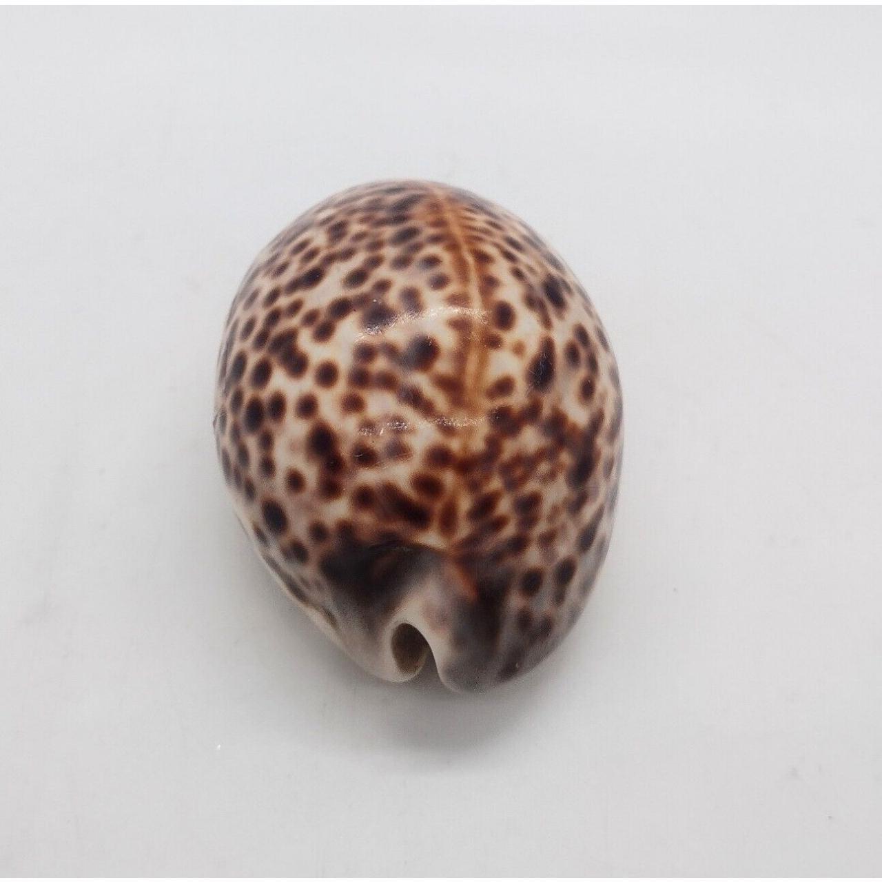 Cypraea Tigris 3.5in Cowrie Shell Beach Decor... - Depop