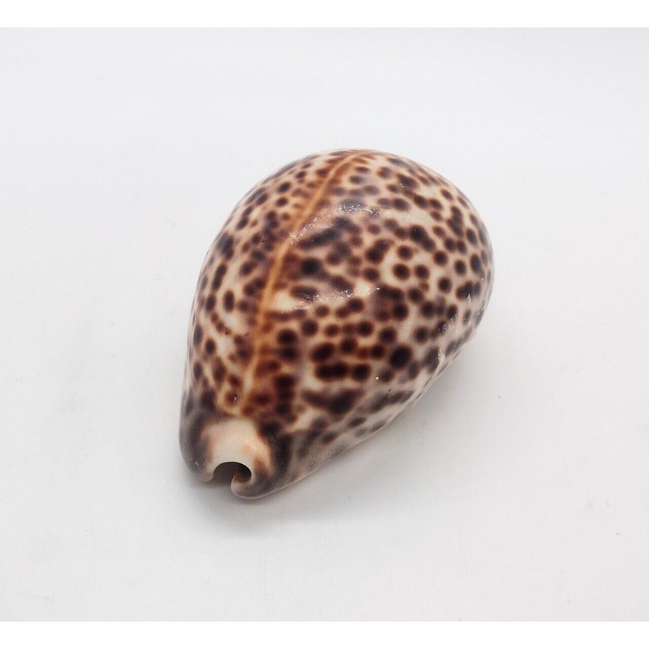 Cypraea Tigris 3.5in Cowrie Shell Beach Decor... - Depop