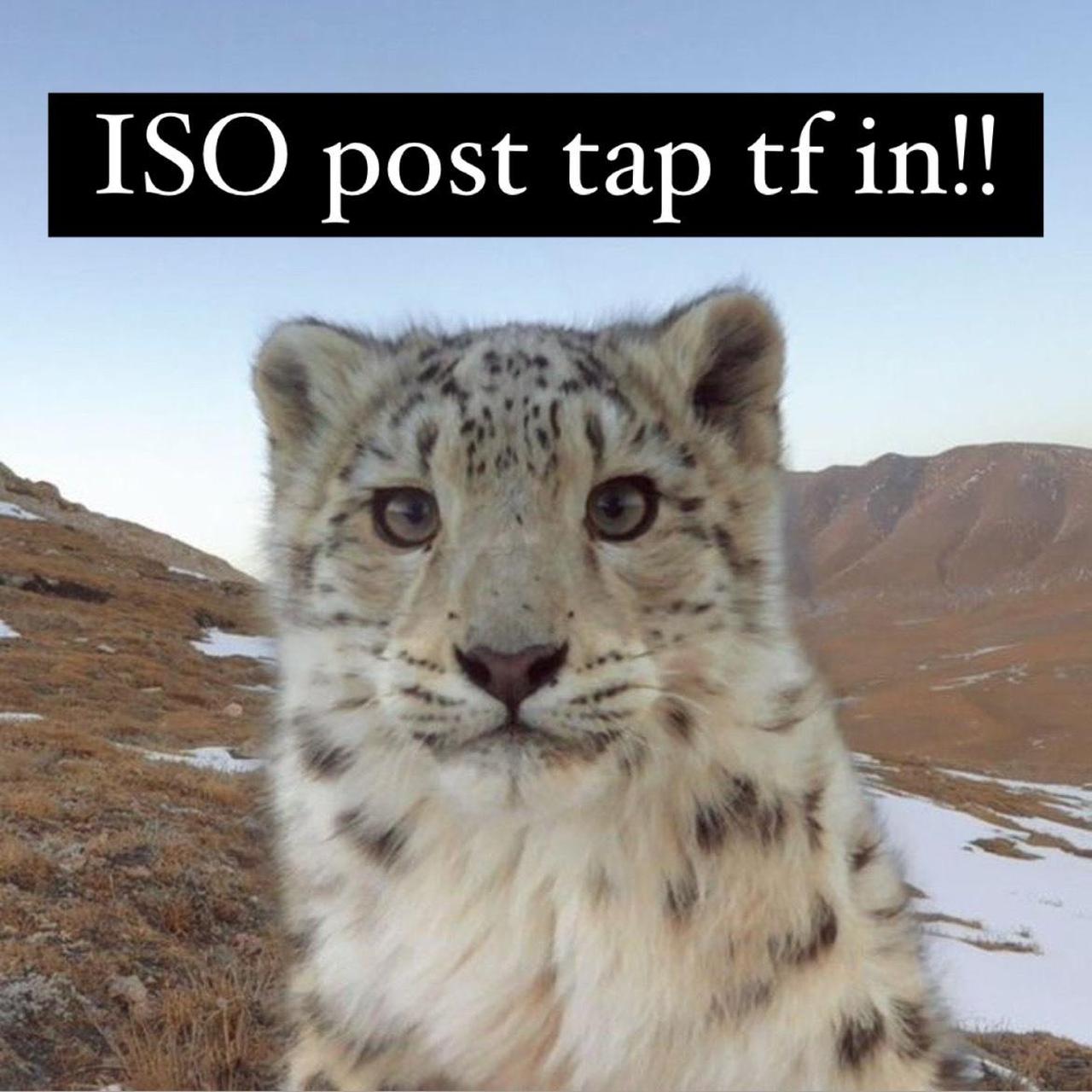 ISO POST DONT BUY some isos in pics sizes: l-xl... - Depop