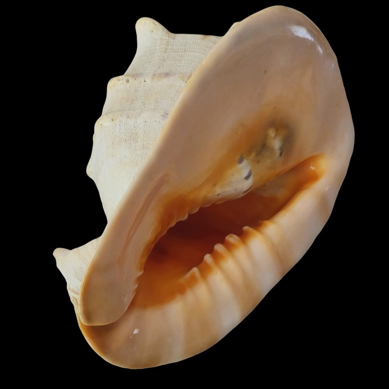 Cassis Cornuta Helmet Shell 10 in 254 mm Large 4 lbs... - Depop