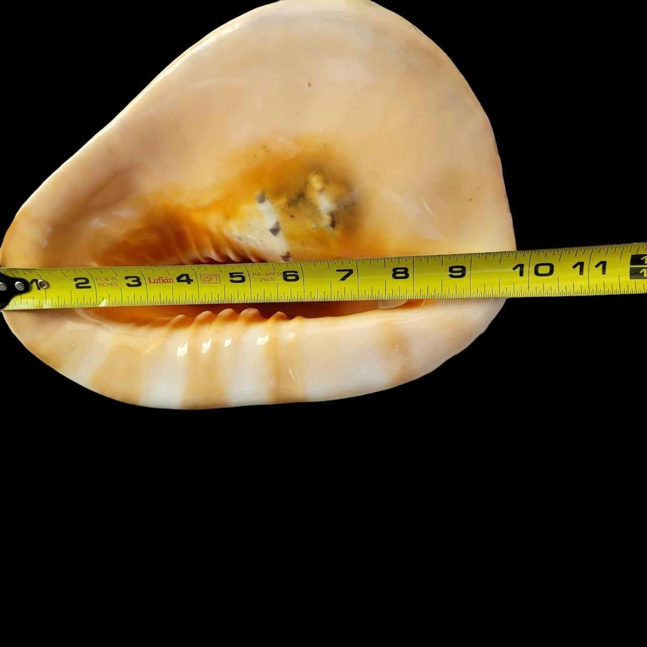 Cassis Cornuta Helmet Shell 10 in 254 mm Large 4 lbs... - Depop