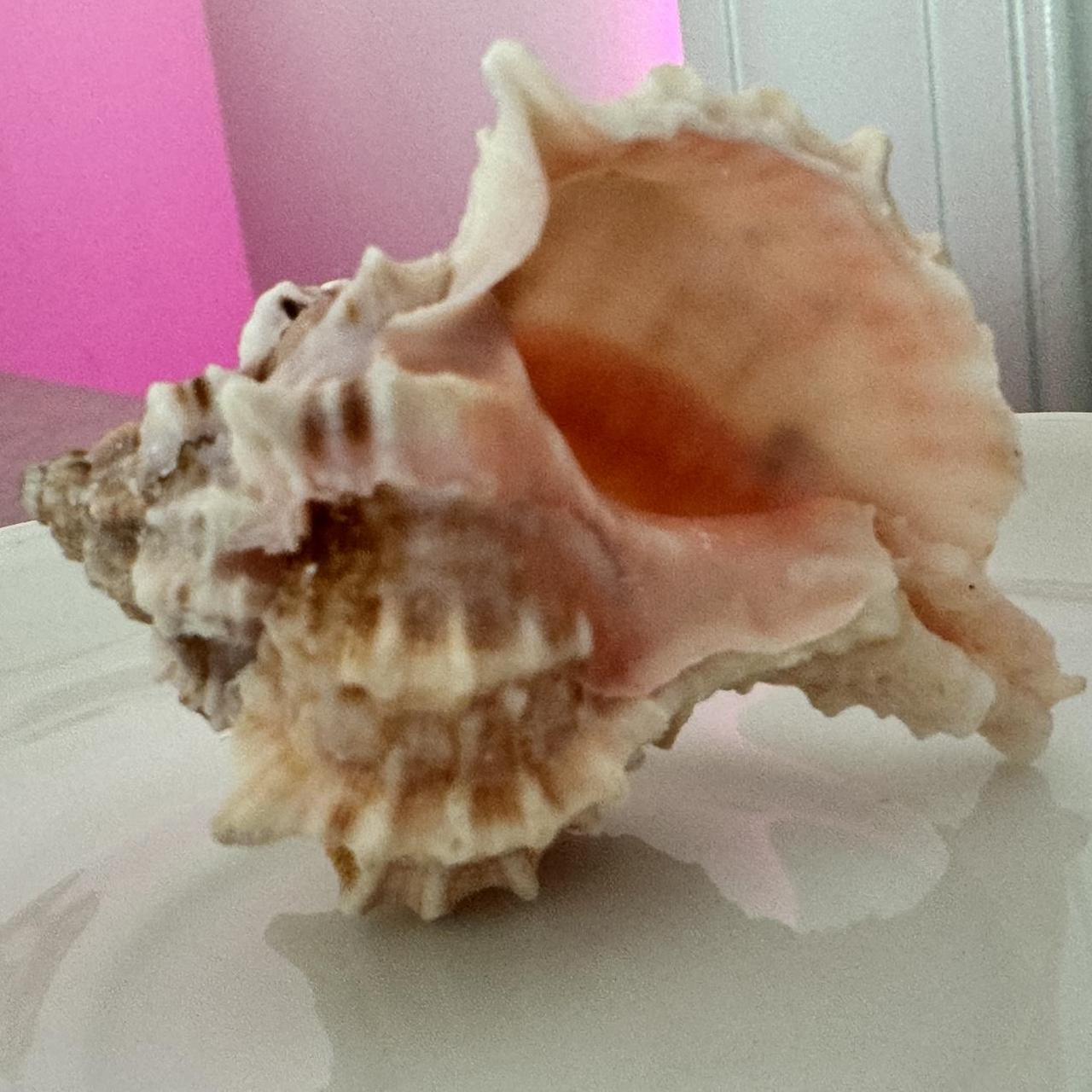 Pink and white seashell - perfect for a beachy,... - Depop