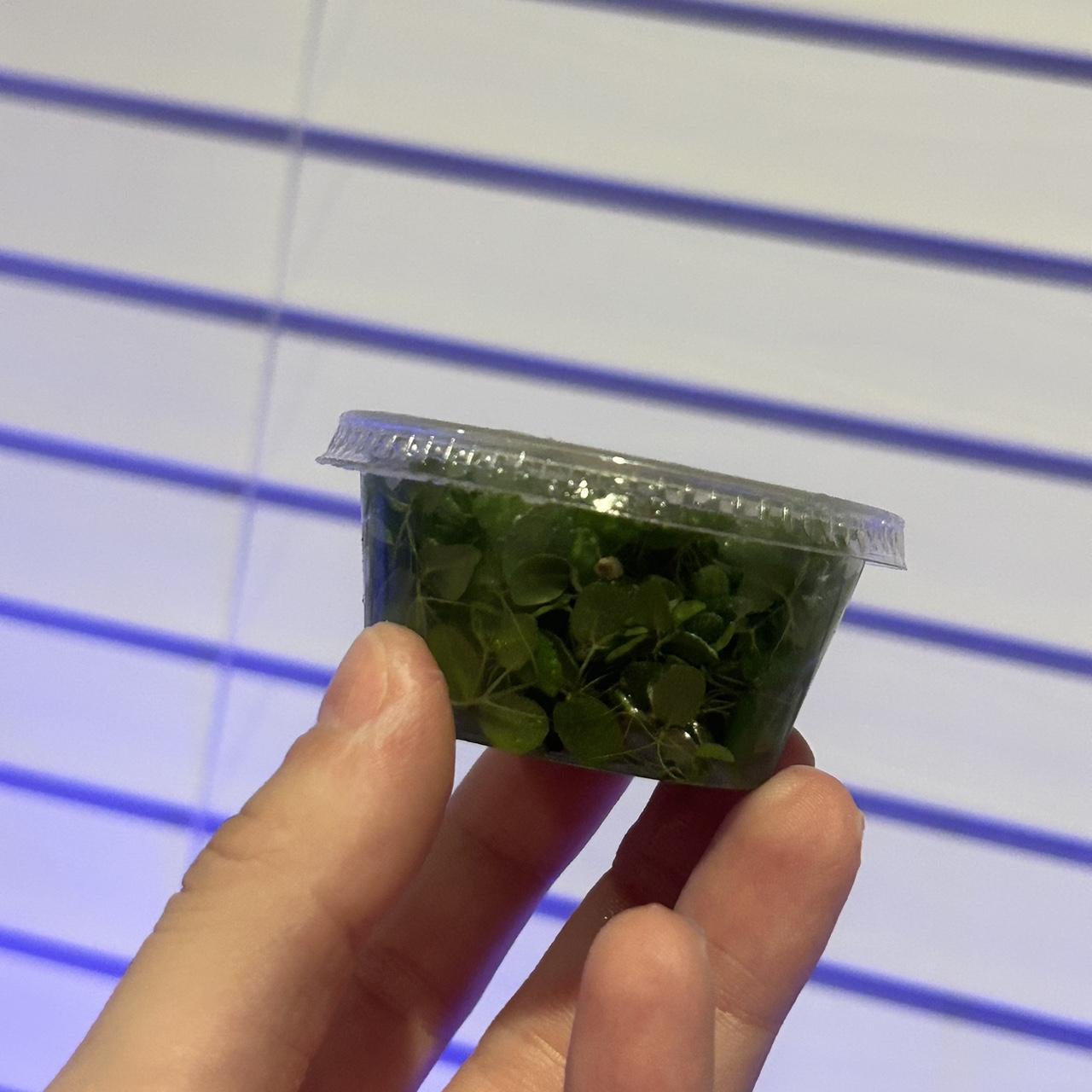 DUCKWEED 2oz cups of my healthy duckweed plant. Yes... - Depop