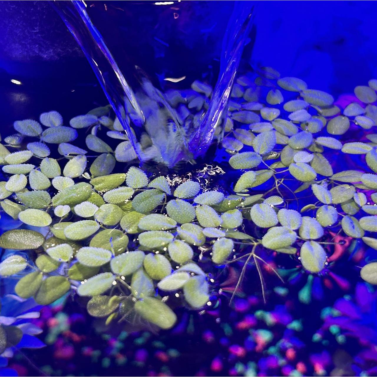 DUCKWEED 2oz cups of my healthy duckweed plant. Yes... - Depop