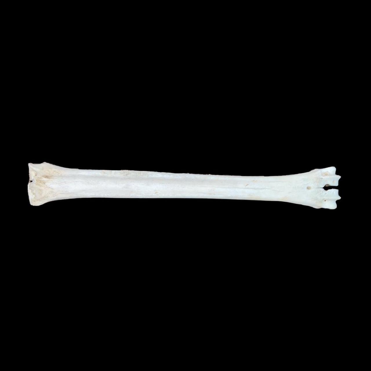 deer joint leg bone - Depop