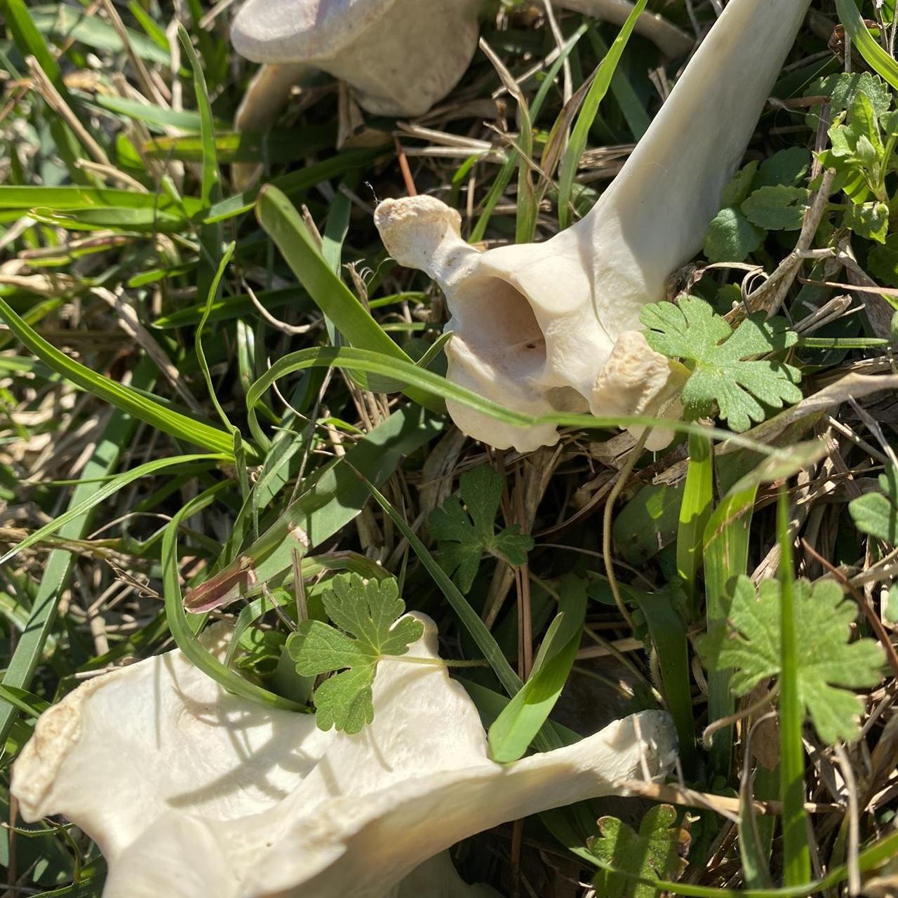 Deer Vertebrae Lot- for this cost, you will receive... - Depop