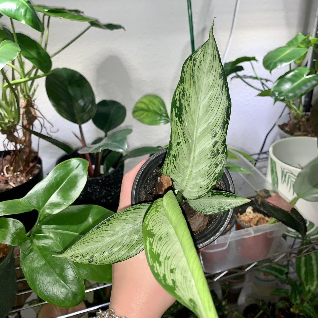 Variegated Dumb Cane, Dieffenbachia maculata starter... - Depop