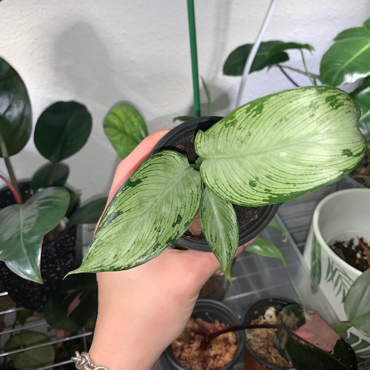 Variegated Dumb Cane, Dieffenbachia maculata starter... - Depop