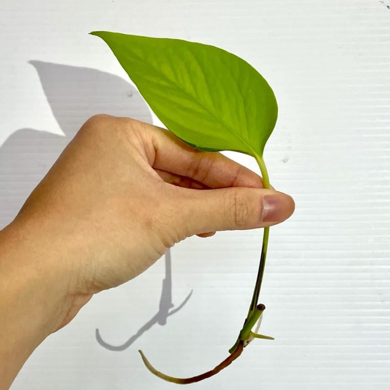 Fully Rooted Lemon Lime Pothos Plant Cutting Live... | Depop