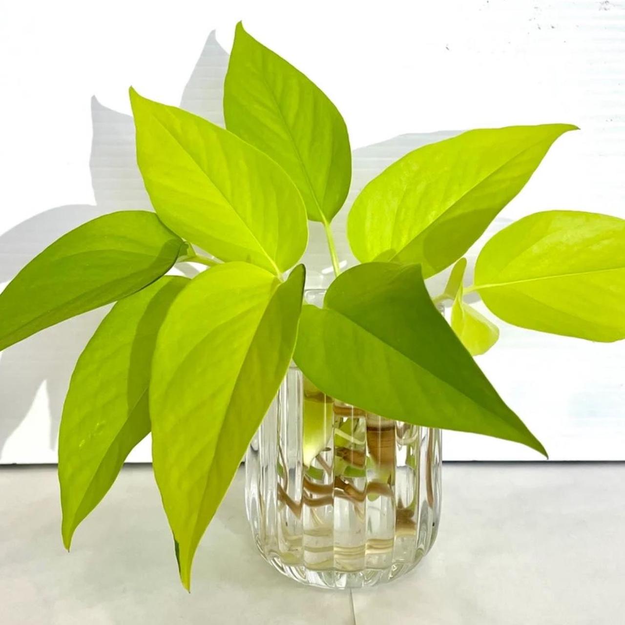 Fully Rooted Lemon Lime Pothos Plant Cutting Live... | Depop