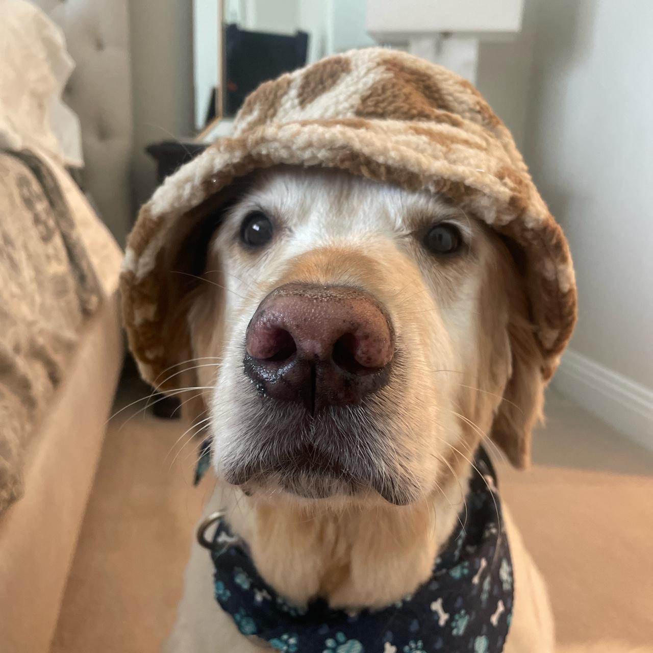 brown cow print bucket hat ! (for humans) - Depop