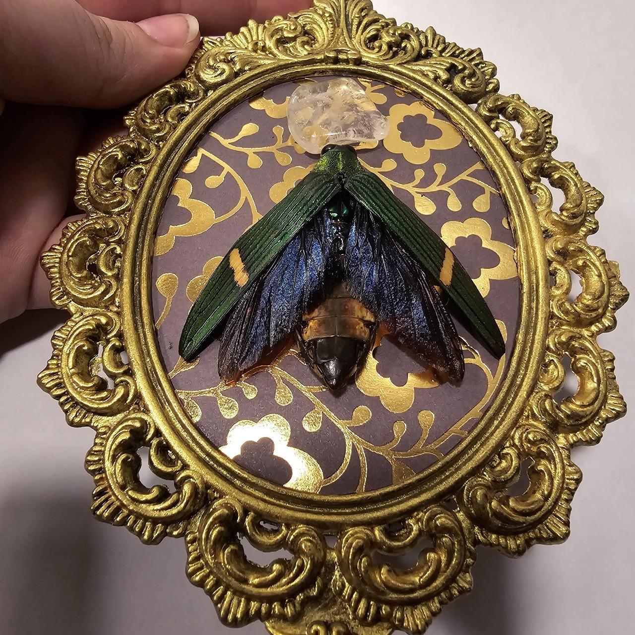 Mounted Bug Specimen Due to the delicate nature of... - Depop