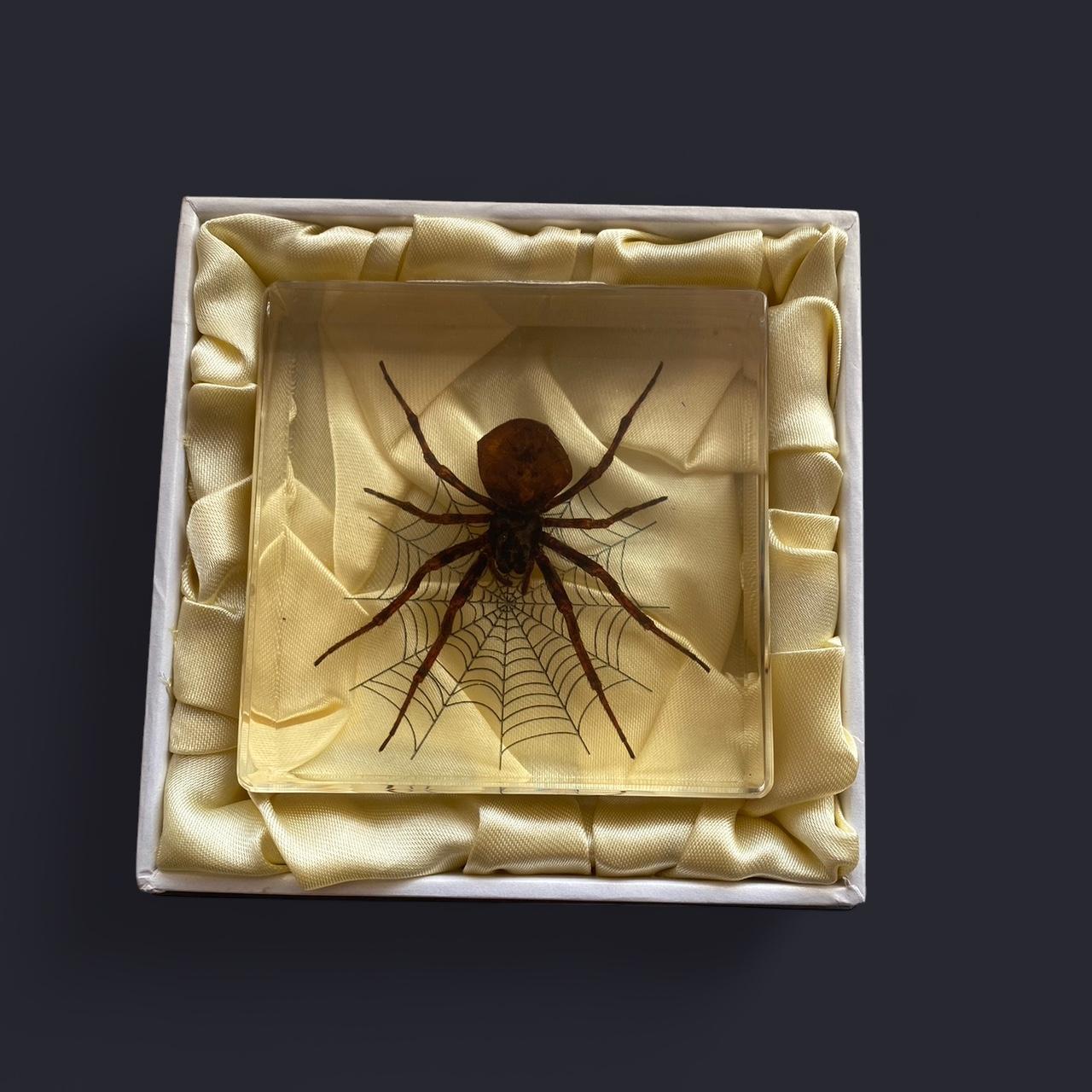 Genuine Preserved Spider in Resin with Spider Web... | Depop