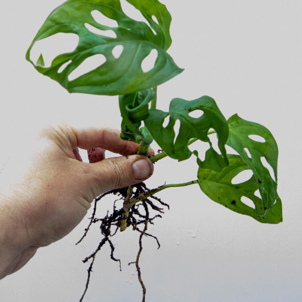 Monstera Monkey Mask Plant - Monstera Adensonii... - Depop