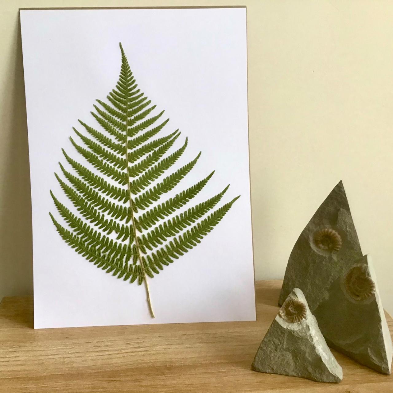 A4 Real pressed fern. A beautiful fern pressed all... - Depop