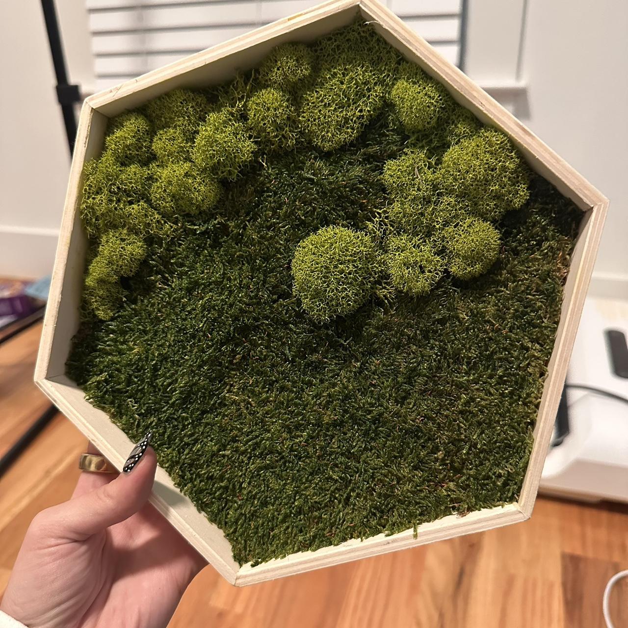 Handmade preserved moss hexagon wall art Comes... - Depop