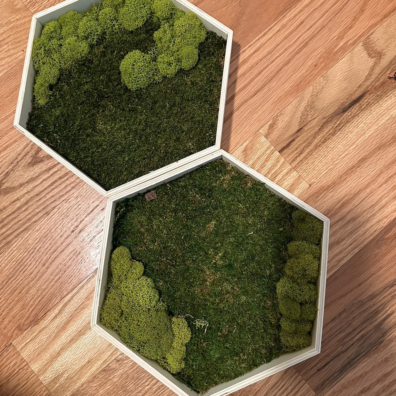 Handmade preserved moss hexagon wall art Comes... - Depop