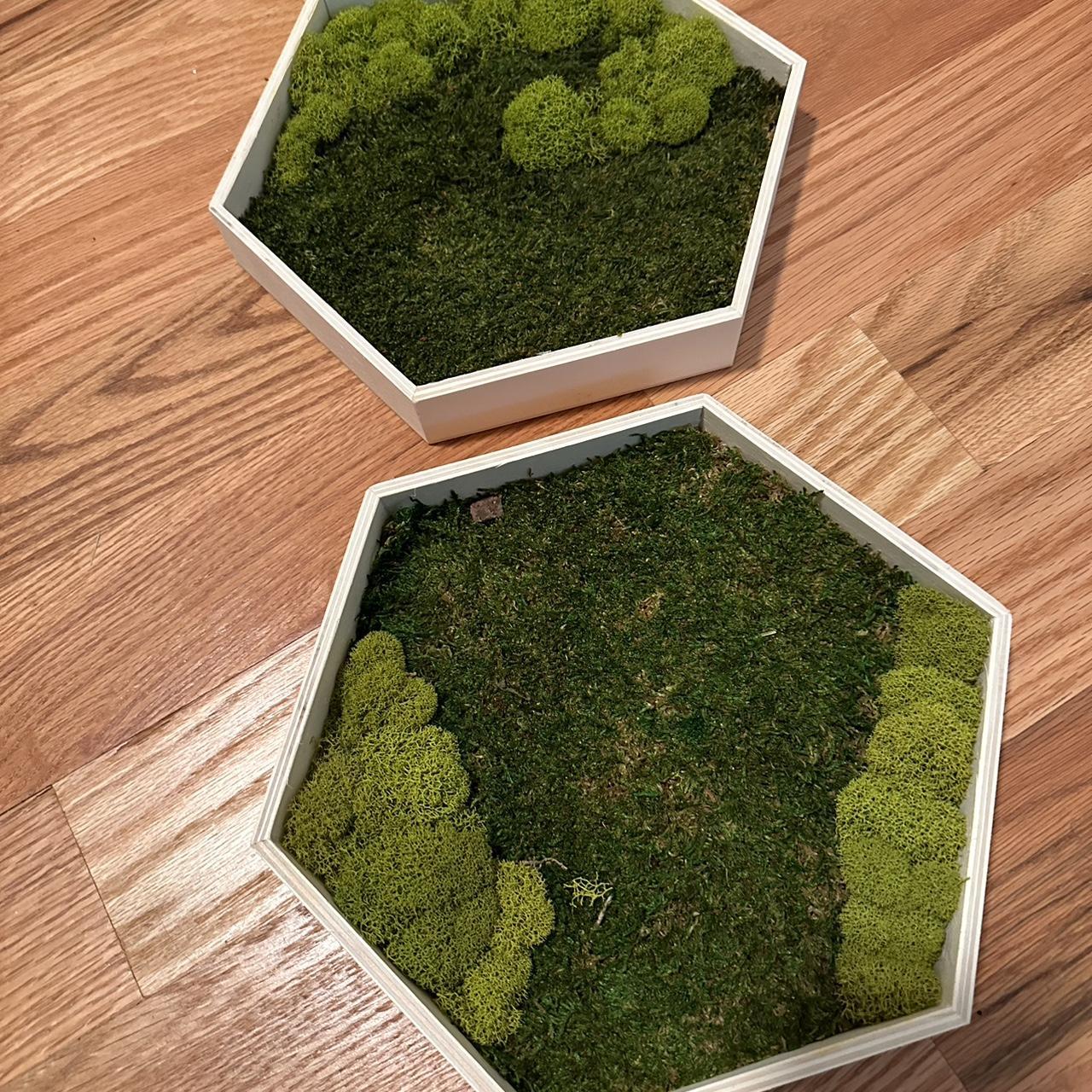 Handmade preserved moss hexagon wall art Comes... - Depop