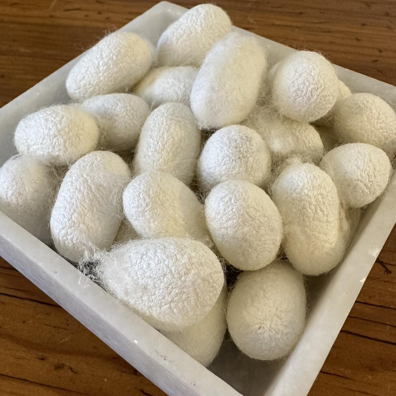 Natural silk moth cocoons! These have a real dried... | Depop