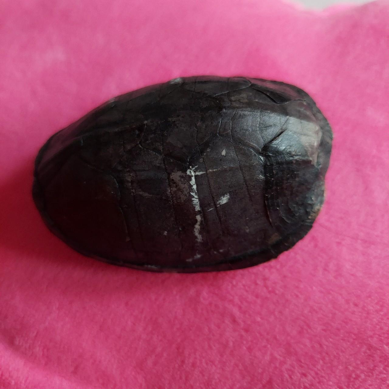 Small turtle shell Has a few scrapes on top of... - Depop