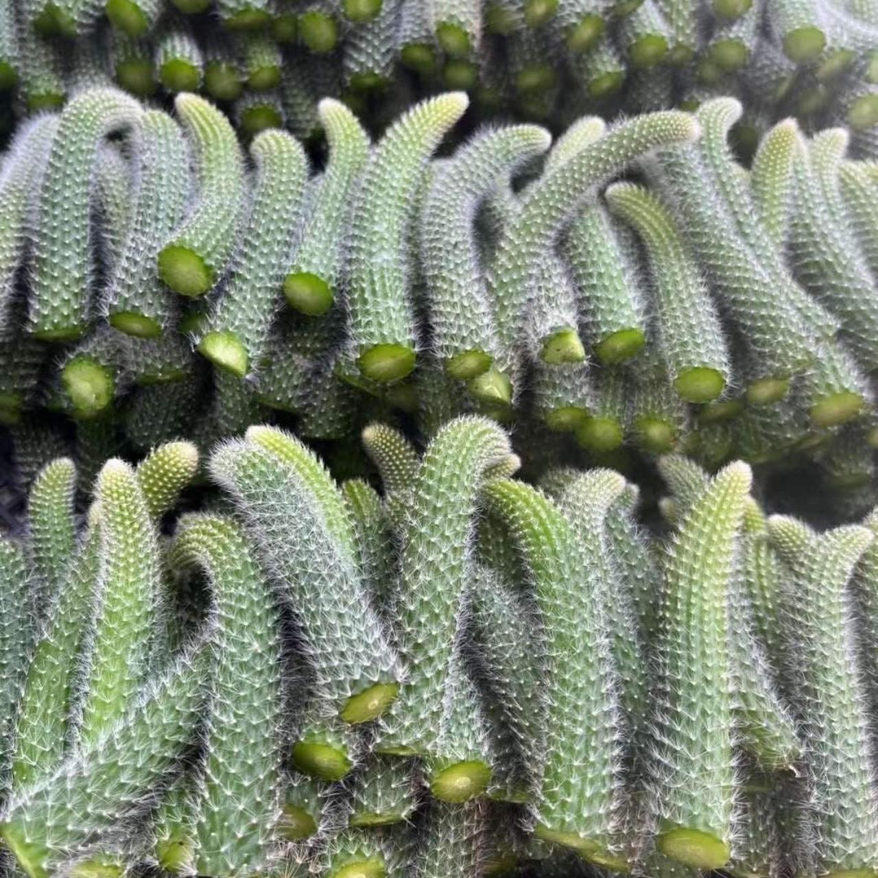 monkey tail cutting 1 piece per order no roots... - Depop