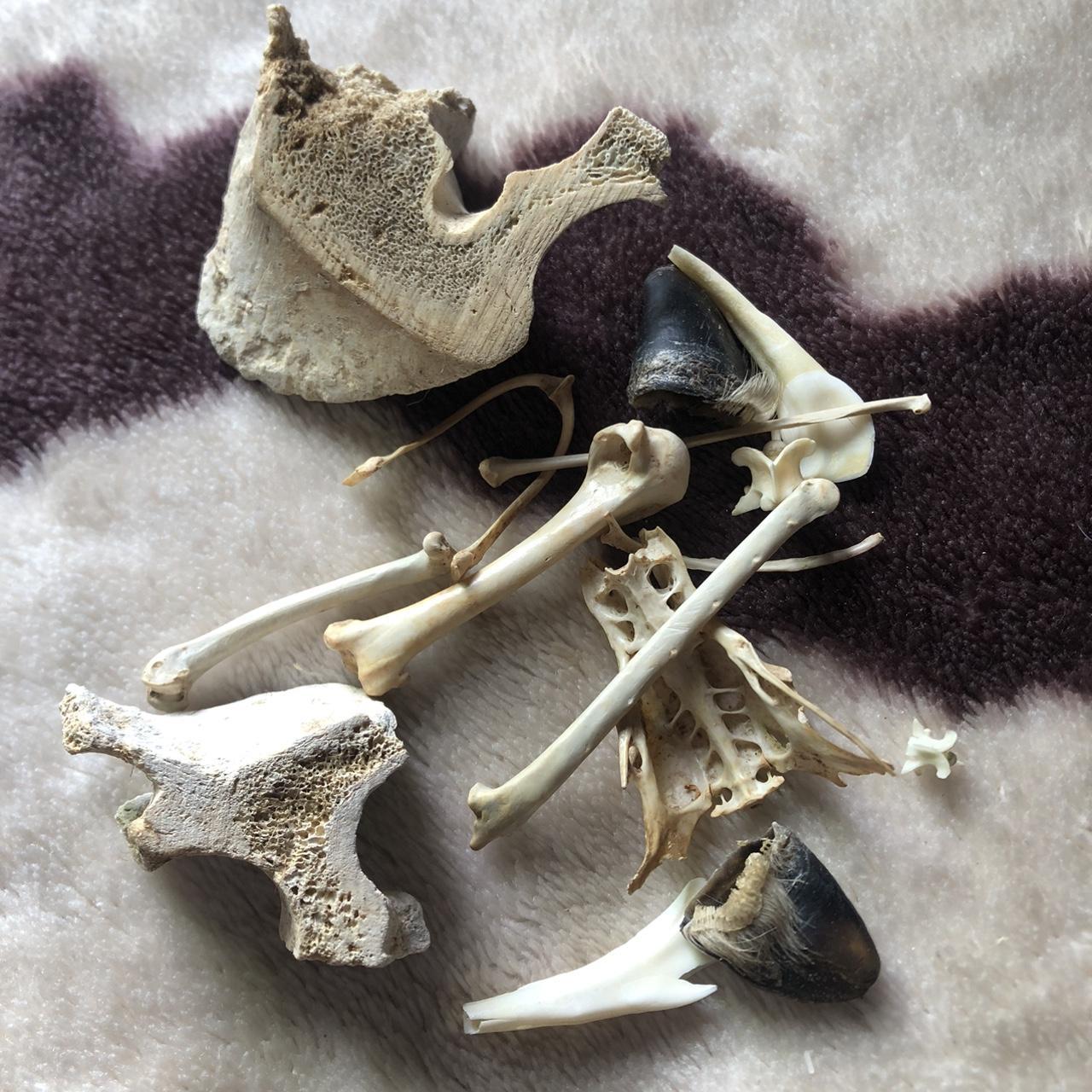 Bone Lot ft. some Deer Hooves. Just some stuff I’ve... - Depop