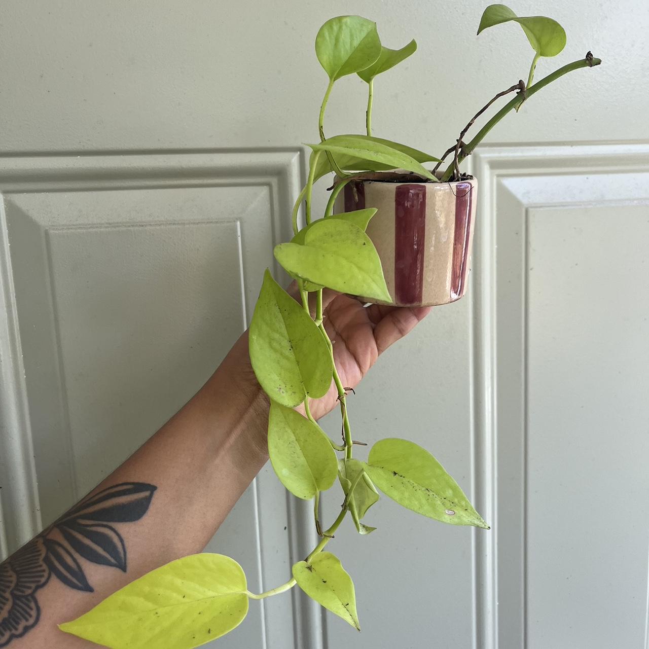 Neón Pathos in a mini striped pot. Water often with... - Depop