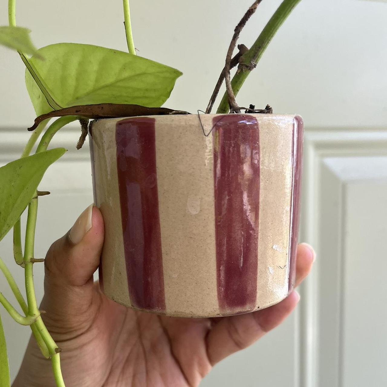 Neón Pathos in a mini striped pot. Water often with... - Depop