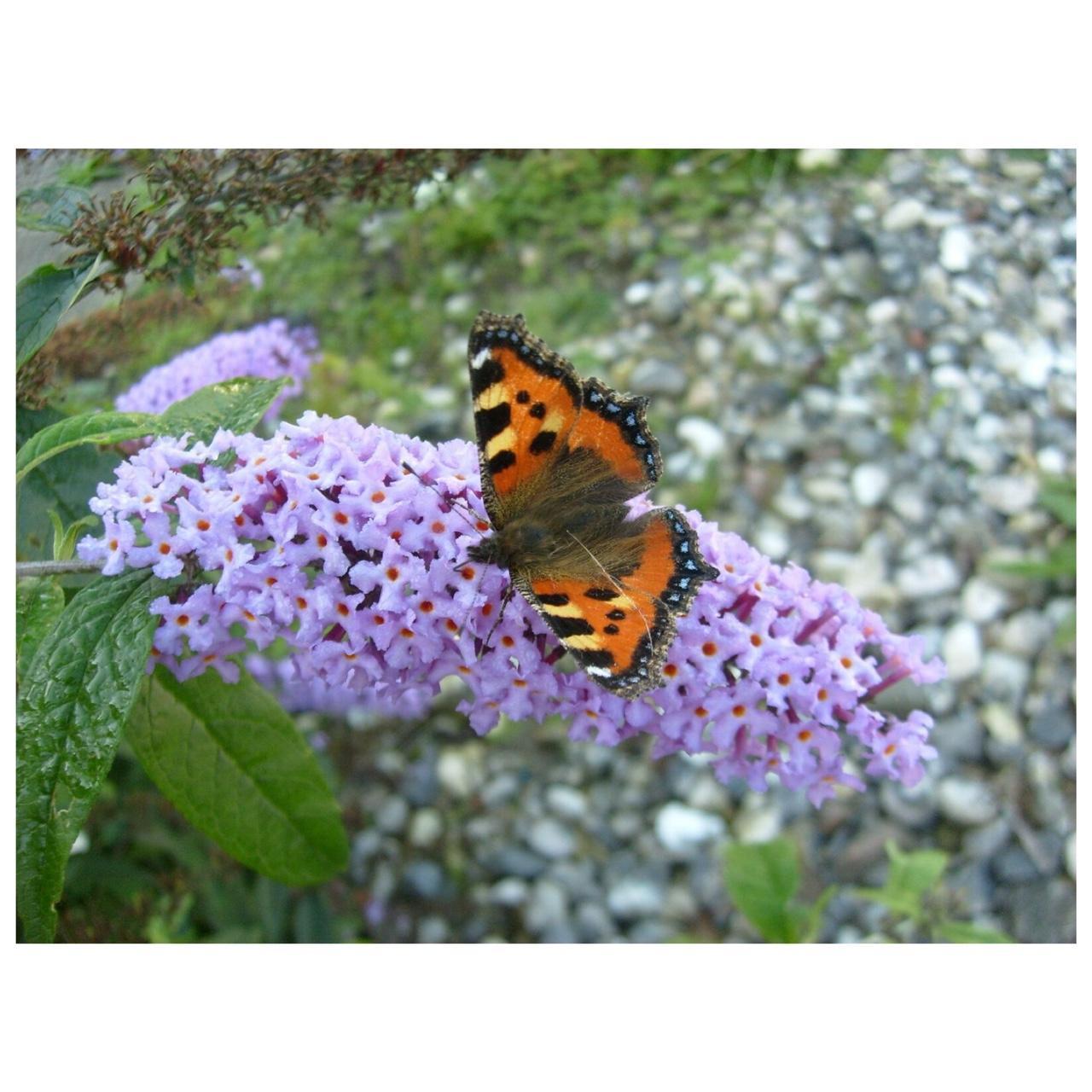 Samsung S630 Cherry Red Digital Camera 💗 Tested by... - Depop